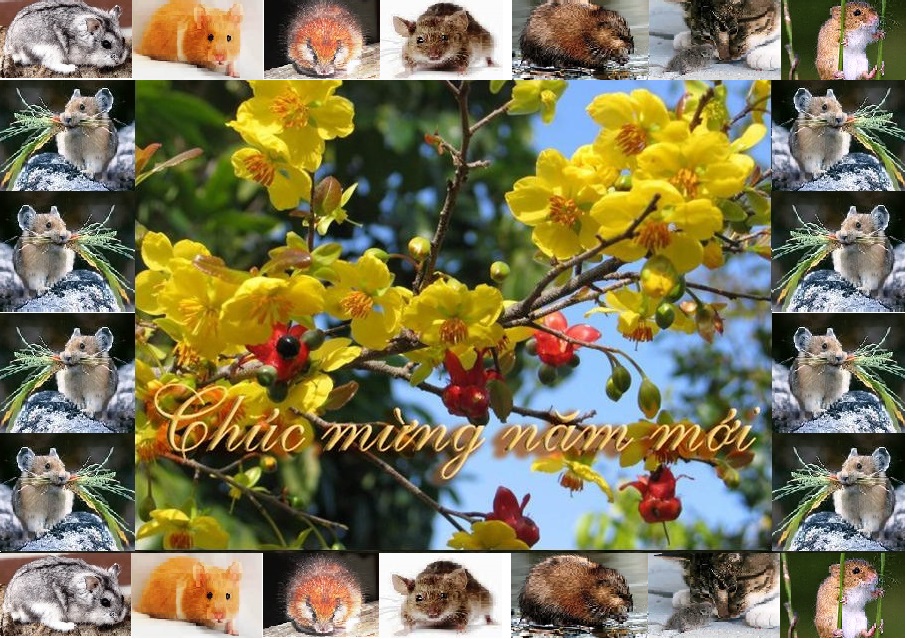 Chao don mua Xuan Canh Ty